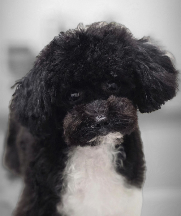 Behandelingen zoals knippen, ontwollen, plukken, effileren, wassen